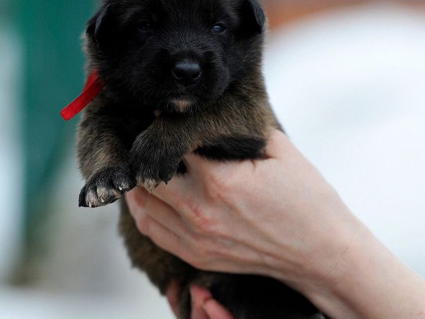 Девочка малинуа к резерву