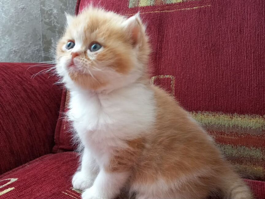 Три кота и одна кошечка