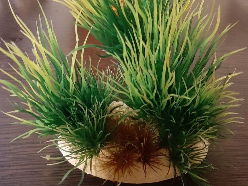 Декоративная травка в аквариум