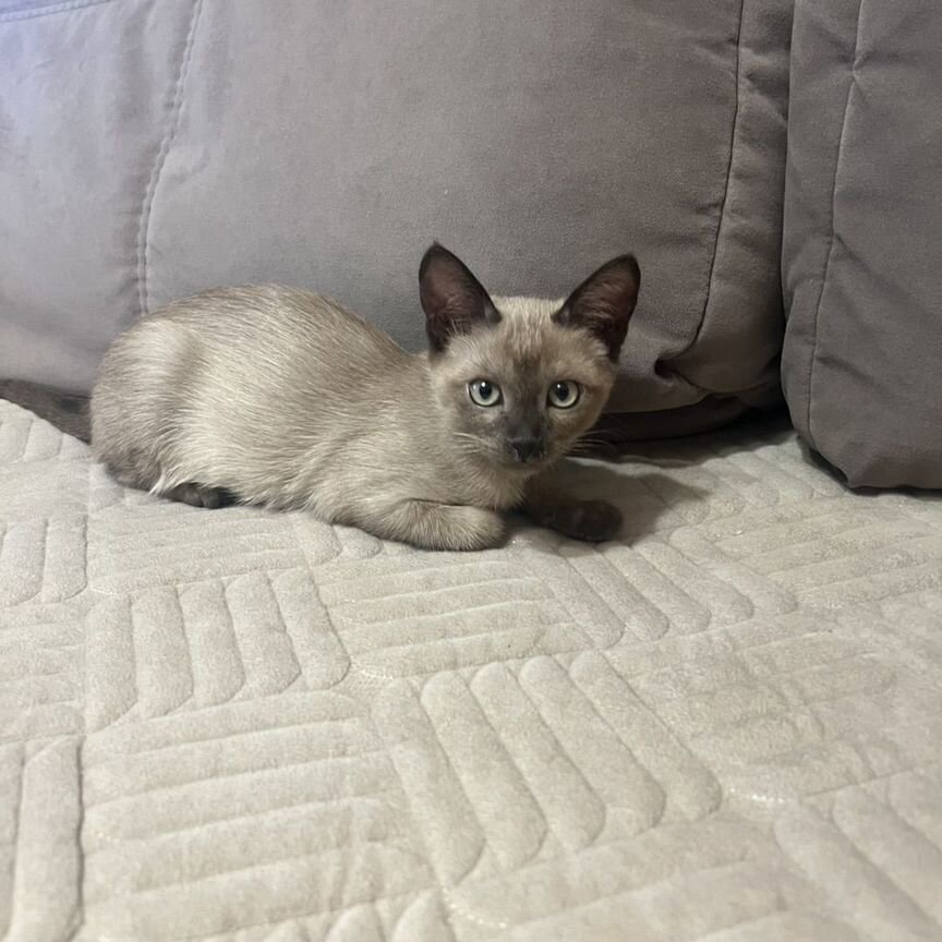 Продажа котенка