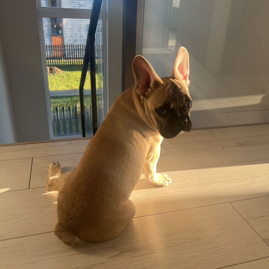 Французский бульдог мальчик