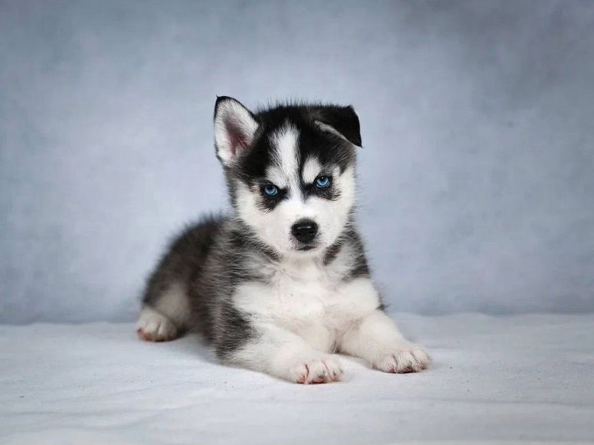 Щенки помски