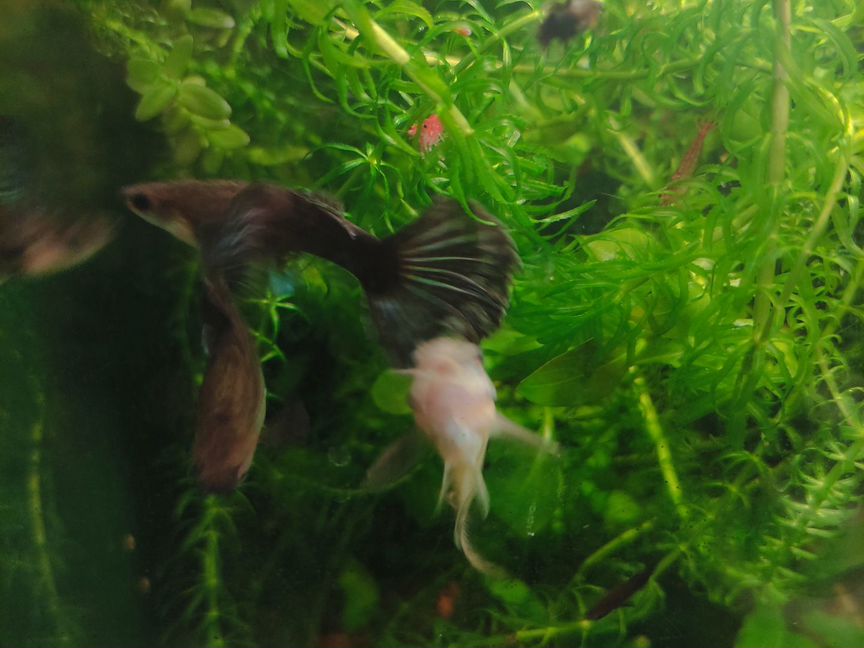 Семья гуппи