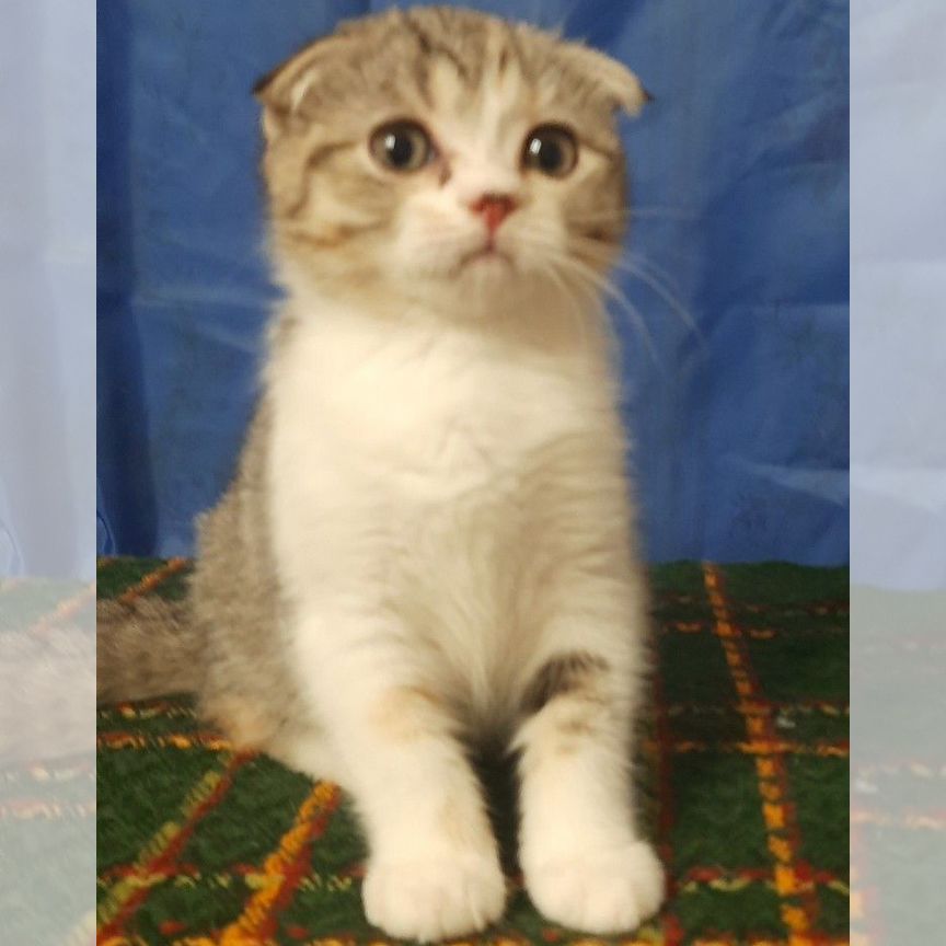 Шотландский вислоухий короткошёрстный котёнок