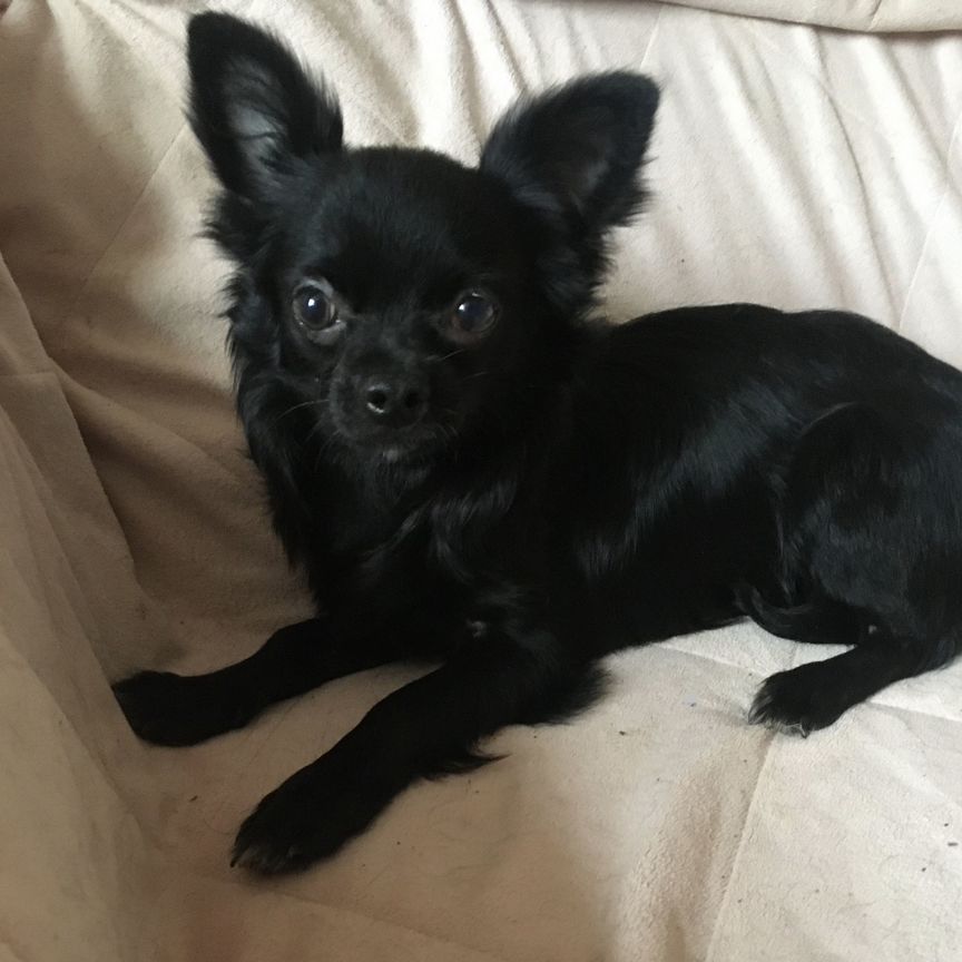 Чихуахуа, щенок