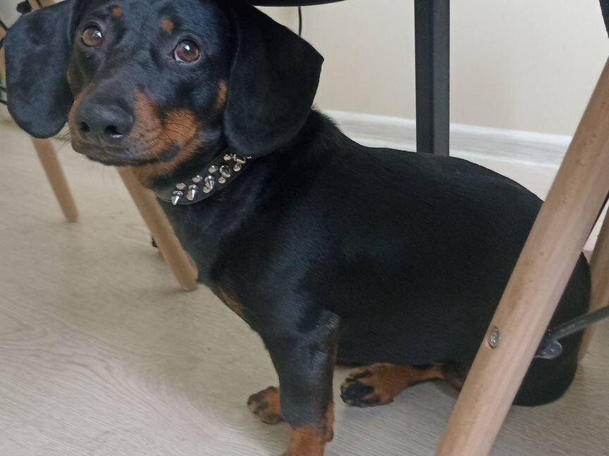 Такса стандарт, 2 года