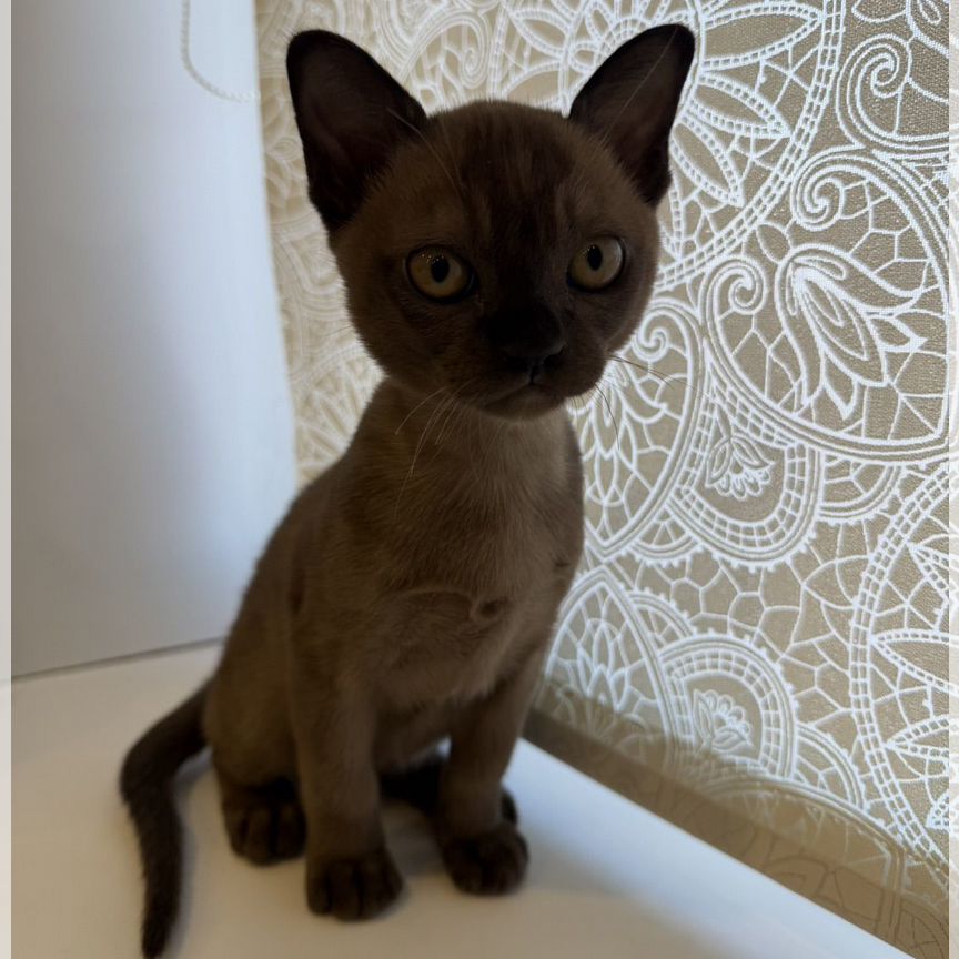 Американский бурманский котёнок