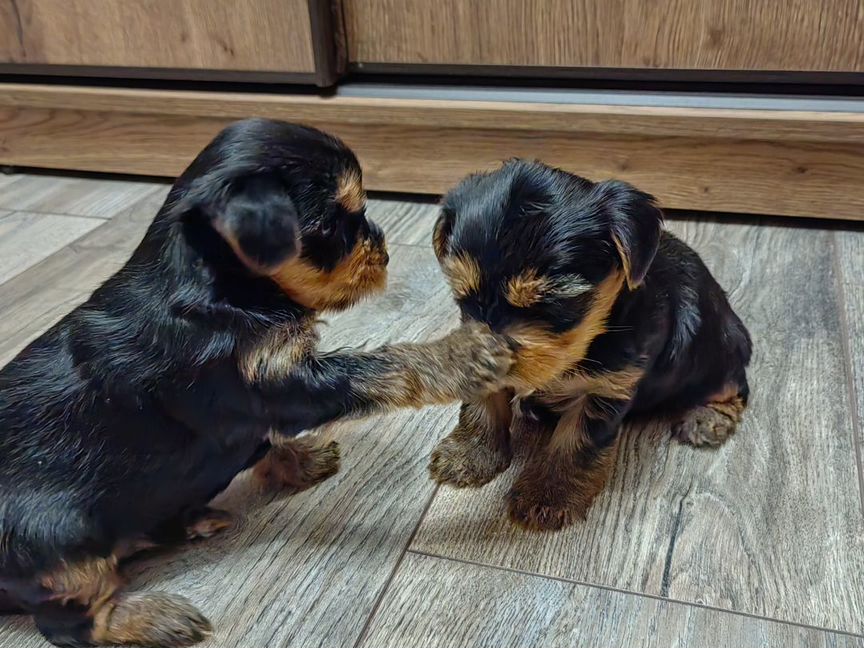 Детки йорков