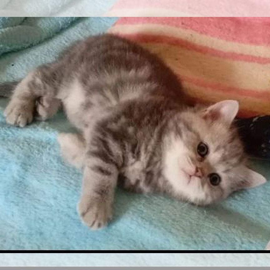 Шотландские котята