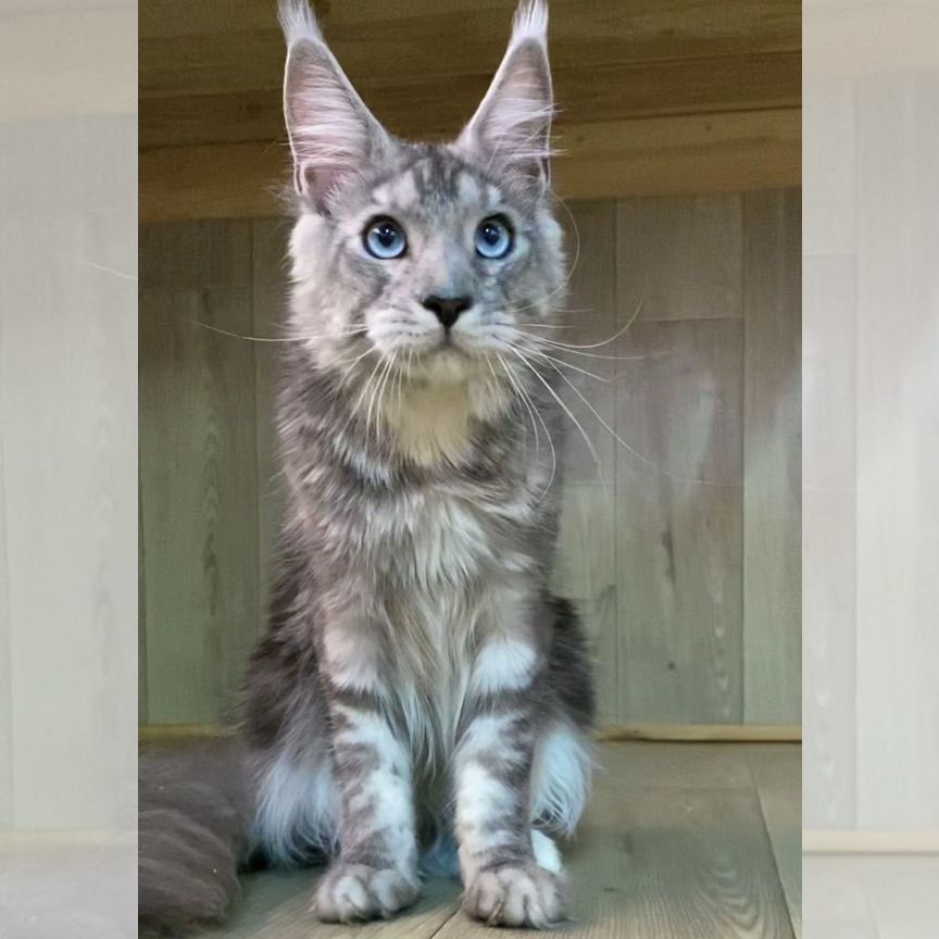 Мейн-кун котёнок