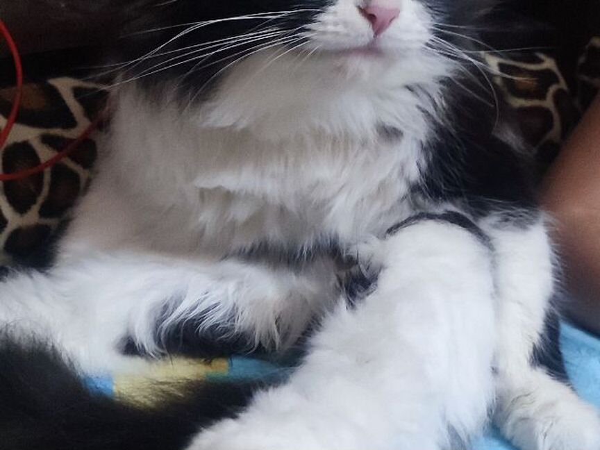 Кот рагамаффин
