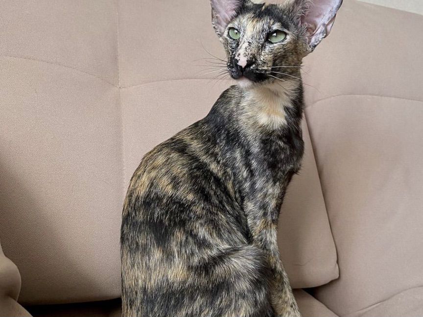 Ориентальная кошка