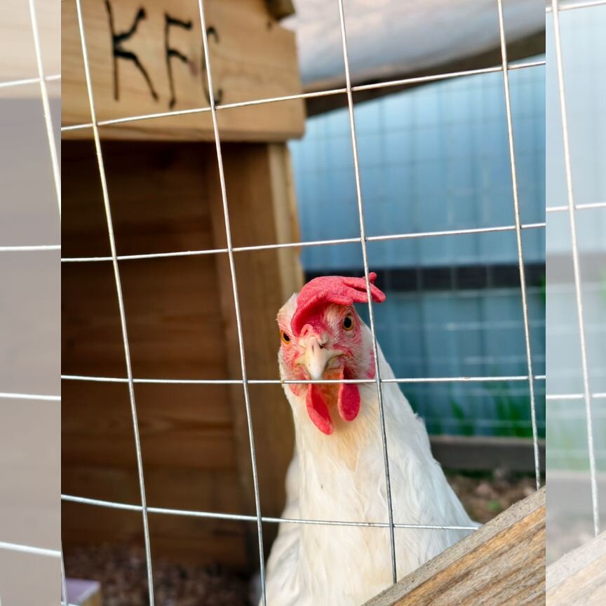 Курица несушка