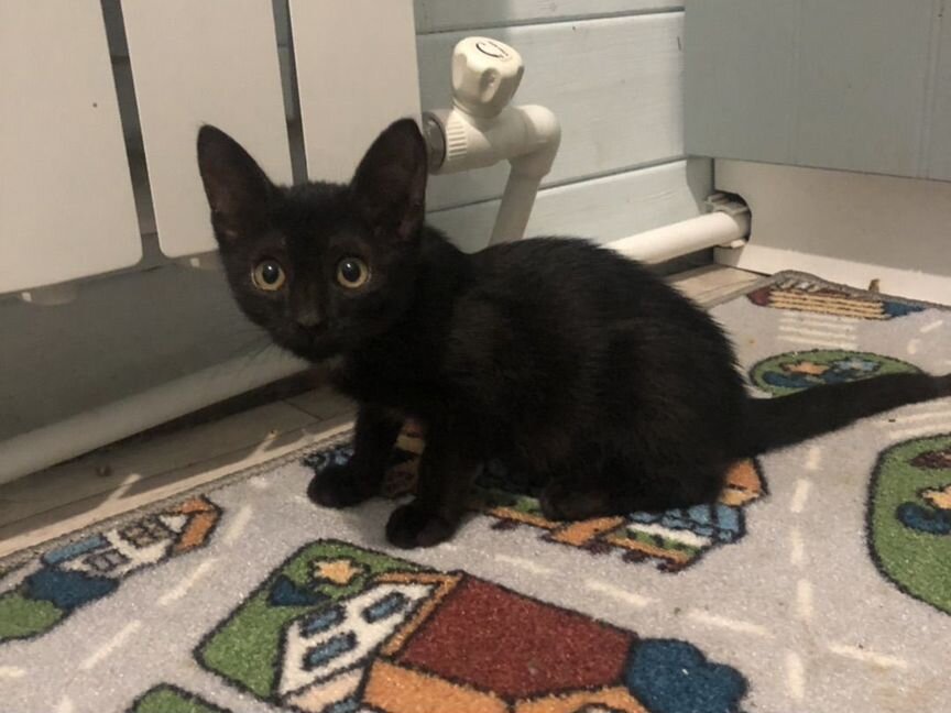 Черный котенок девочка