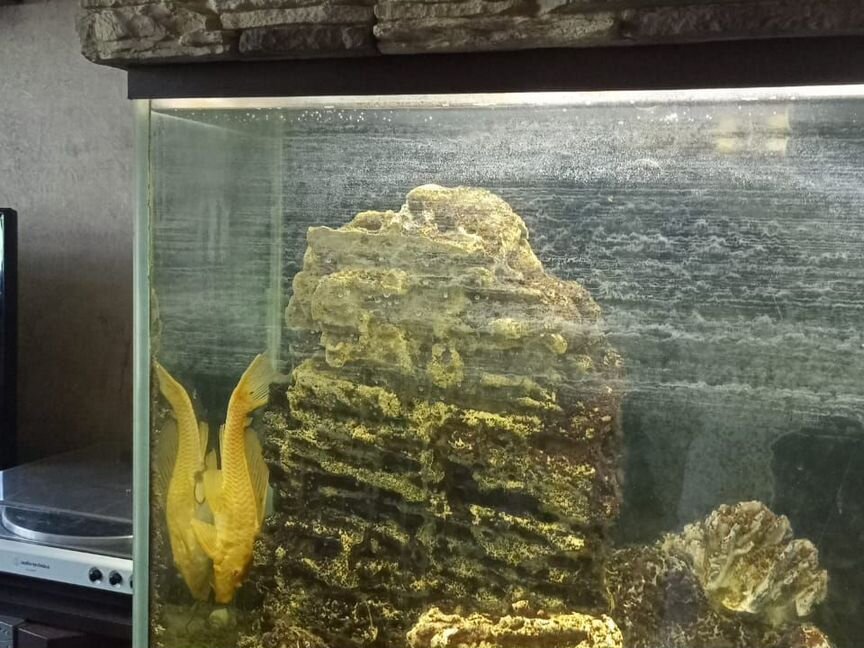 Аквариумные рыбки отдам бесплатно