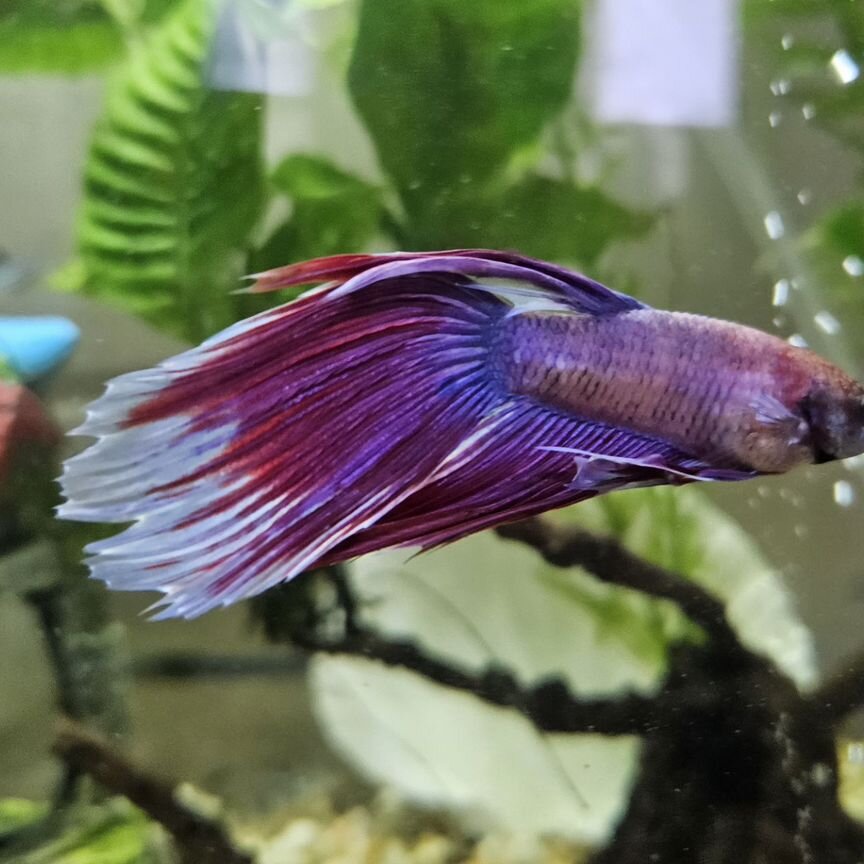 Рыбка петушок самец