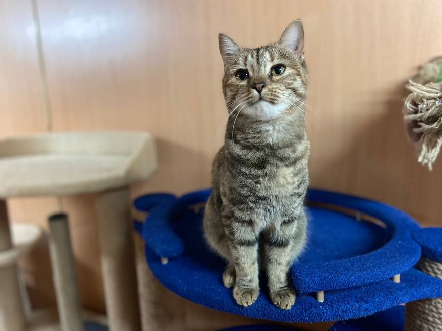 Кошечка Душка в добрые руки