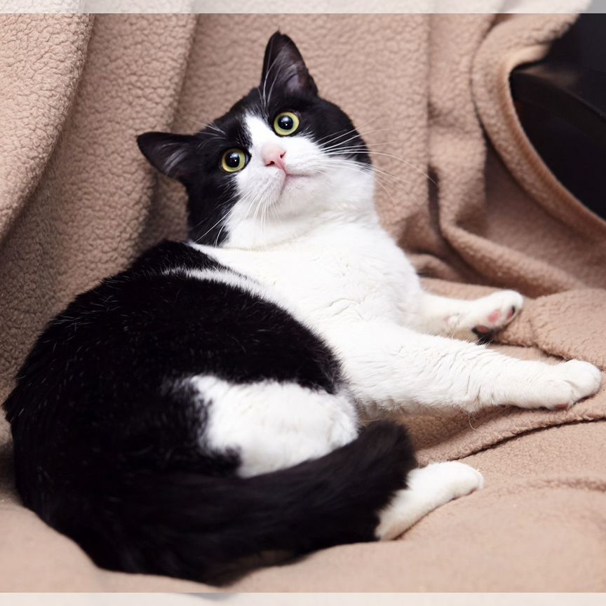 Взрослый кот в добрые руки