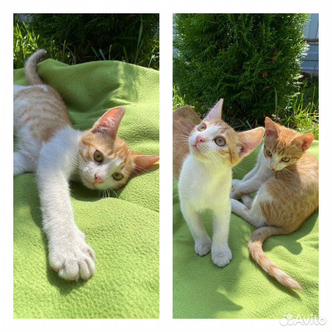 Морковно-рыже-белые котята