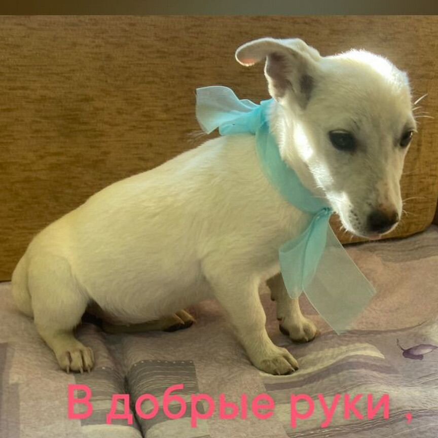 Щенок в добрые руки
