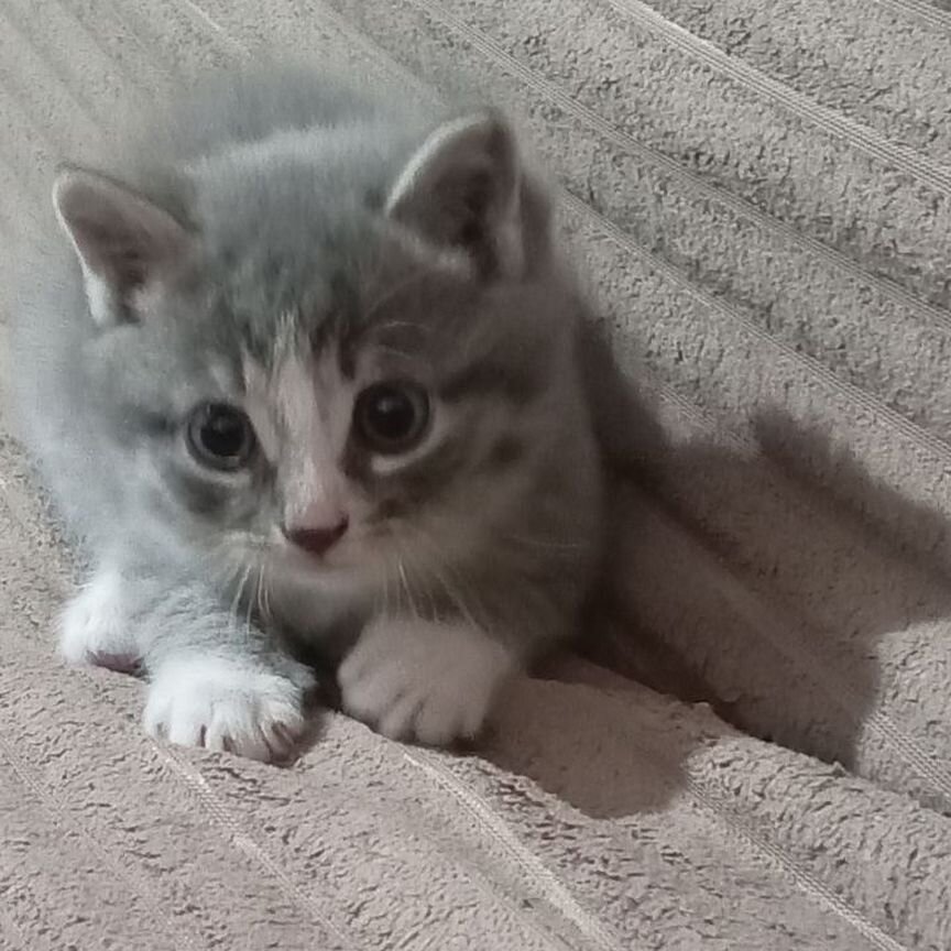 Отдам котят в хорошие руки