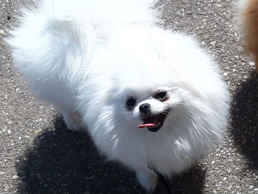 Померанские мини шпицы щенки с офиц документами