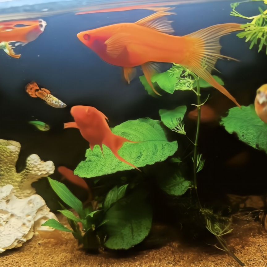 Меченосцы вильчатые