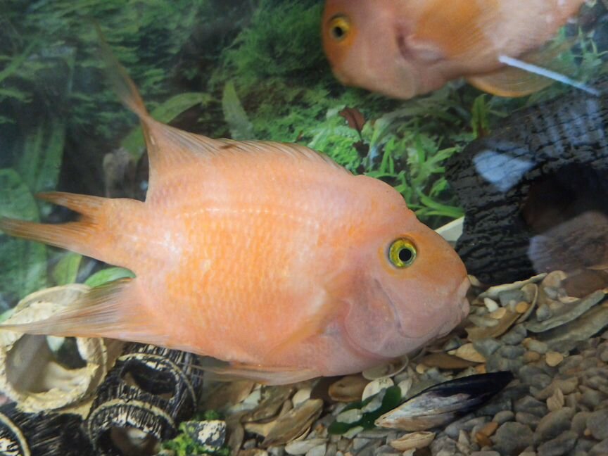 Рыбки попугайчики цихлиды