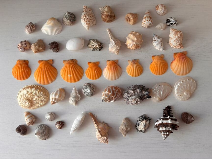 Морские ракушки