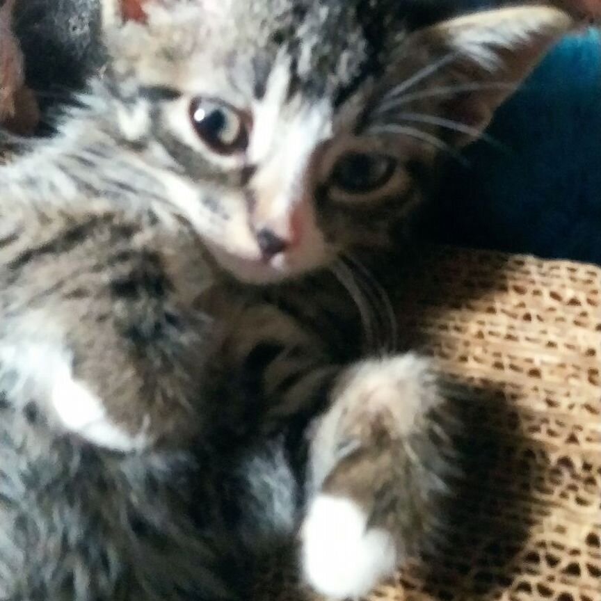 Кошка Маргошка