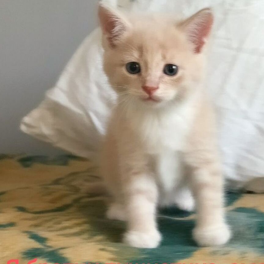 Котики маленькие бесплатно