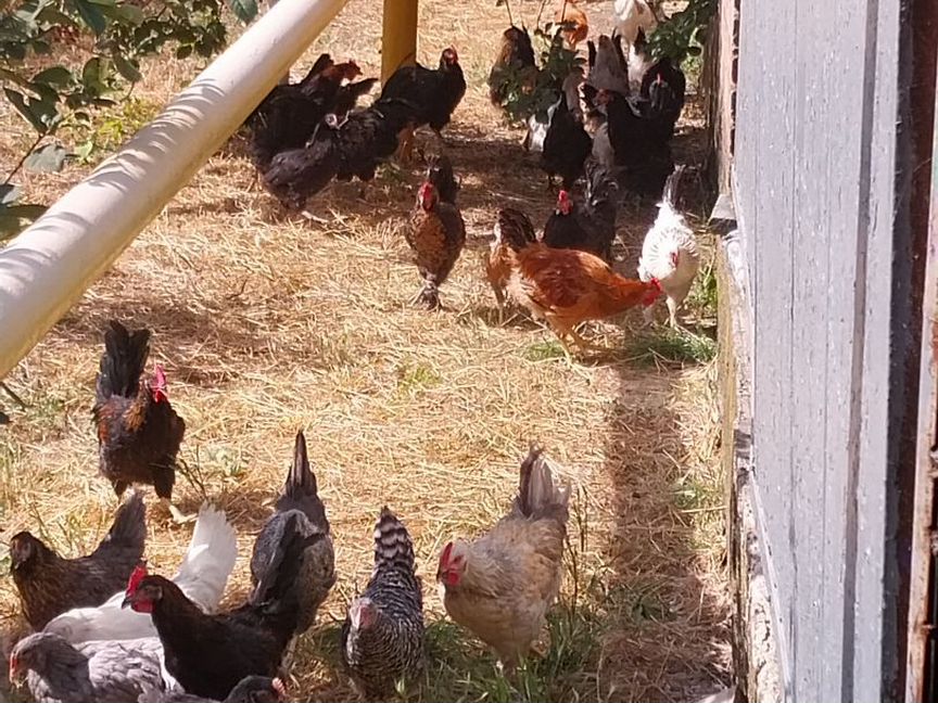 Куры молодки несушки