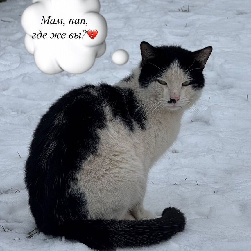 Супер ласковый котик в поиске любящего дома