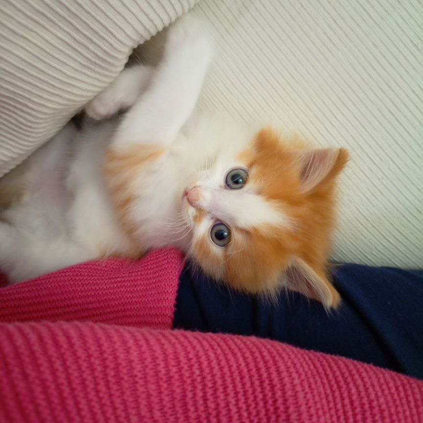 Котёнок в добрые руки