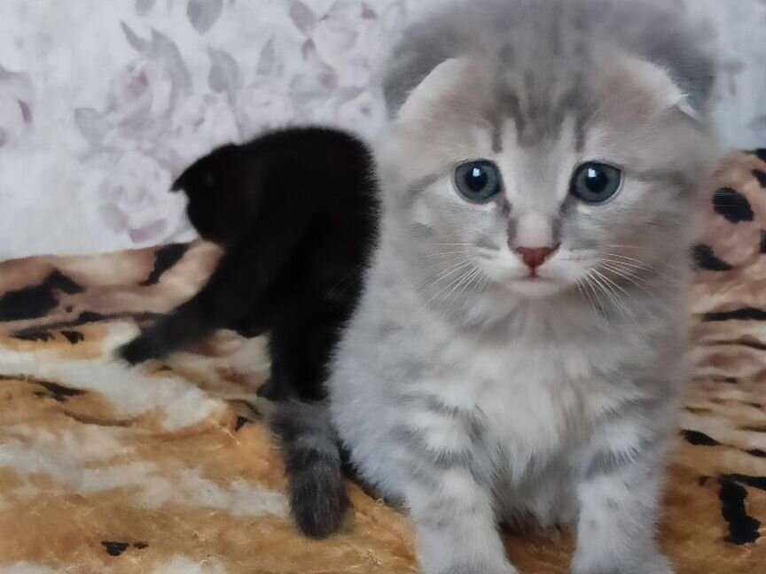 Шотландские вислоухие котята