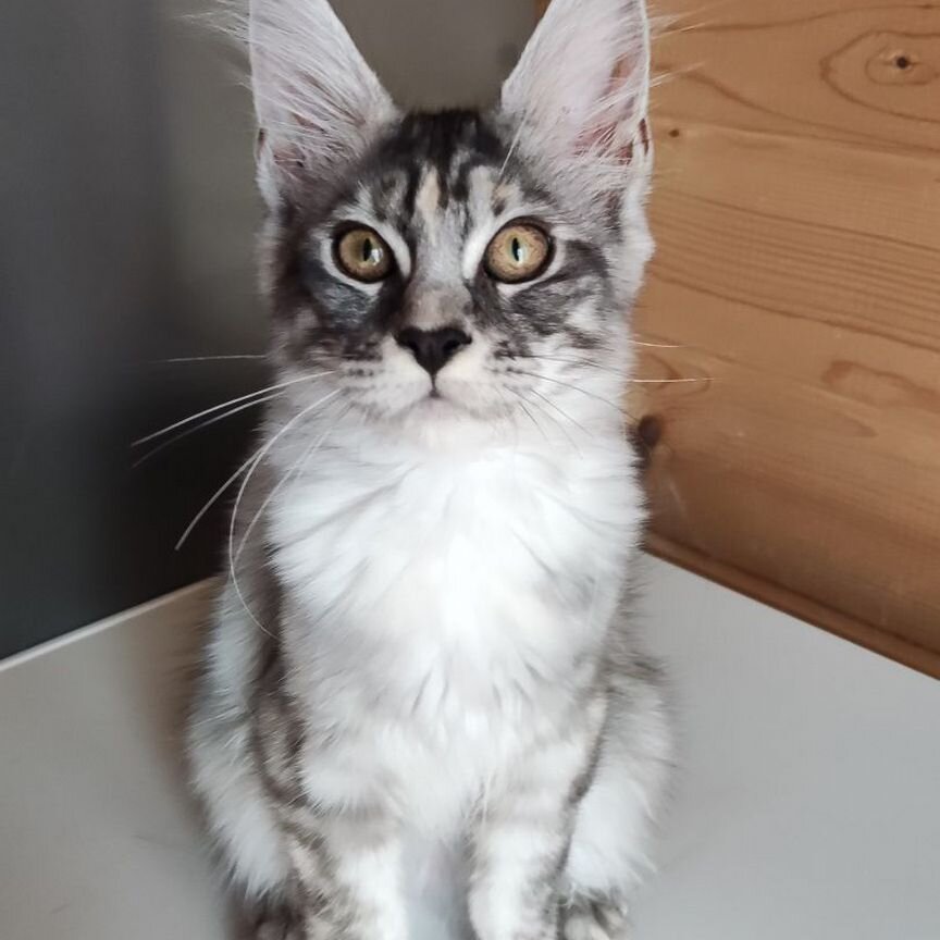 Котята мейн-кун