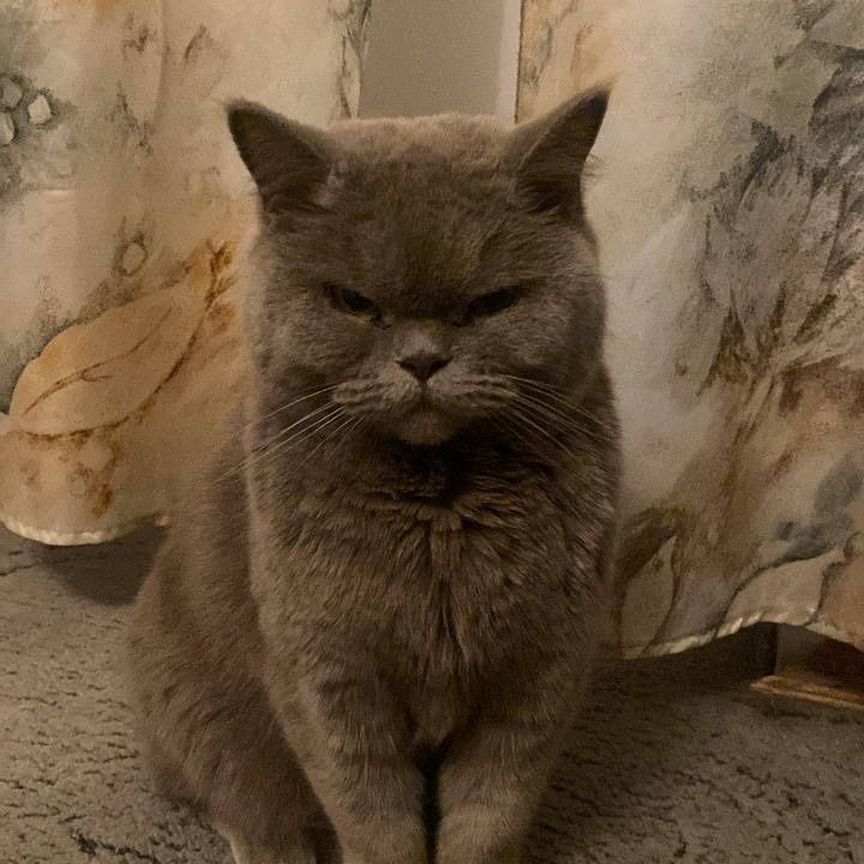 Британский кот