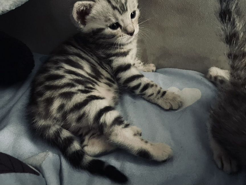 Бенгальские котята