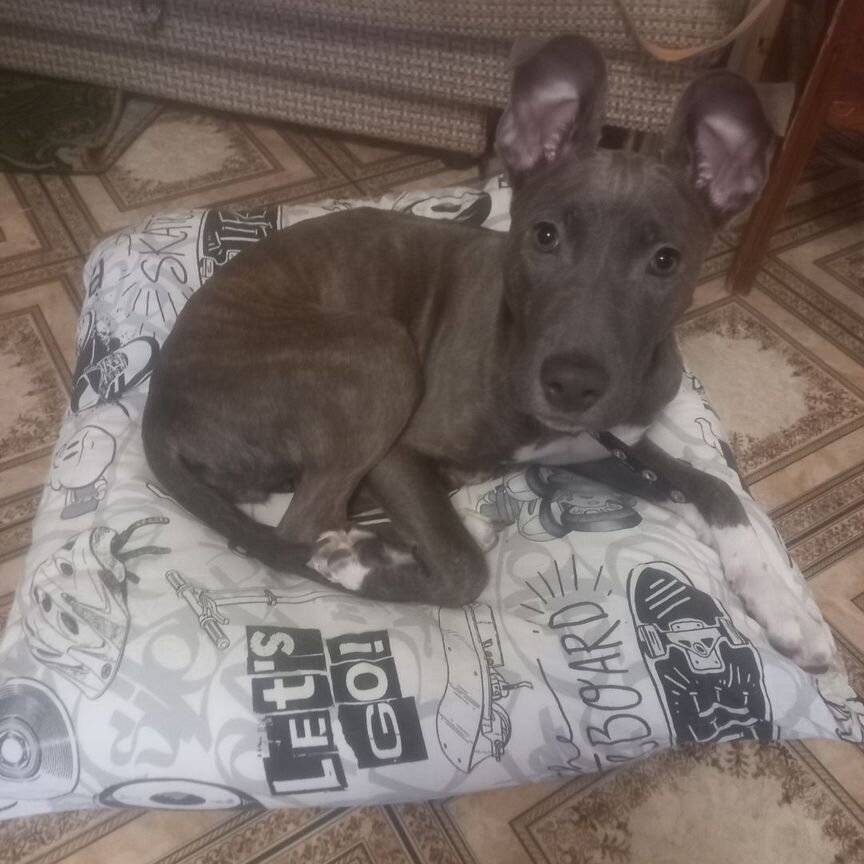 Стаффордширочка