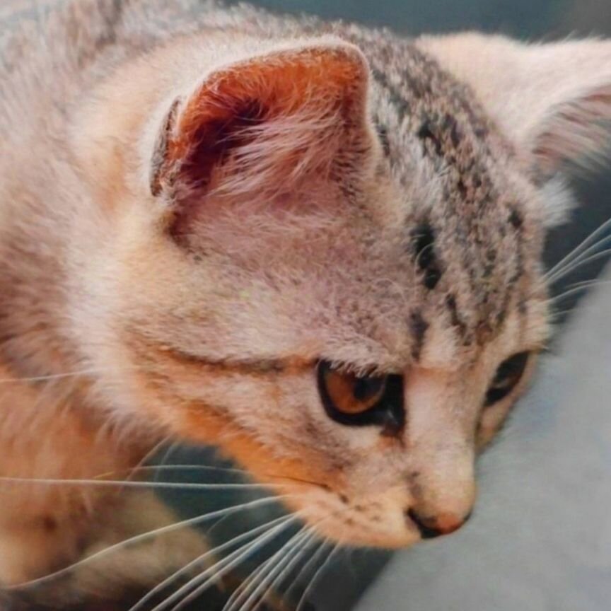 Котенок котейка котёнок котейка