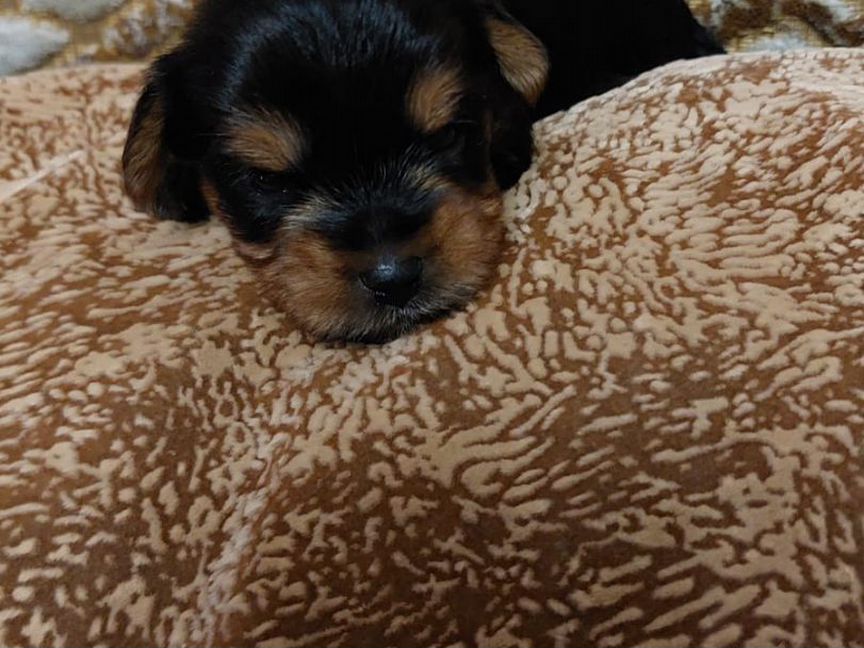 Йоркширский терьер щенки