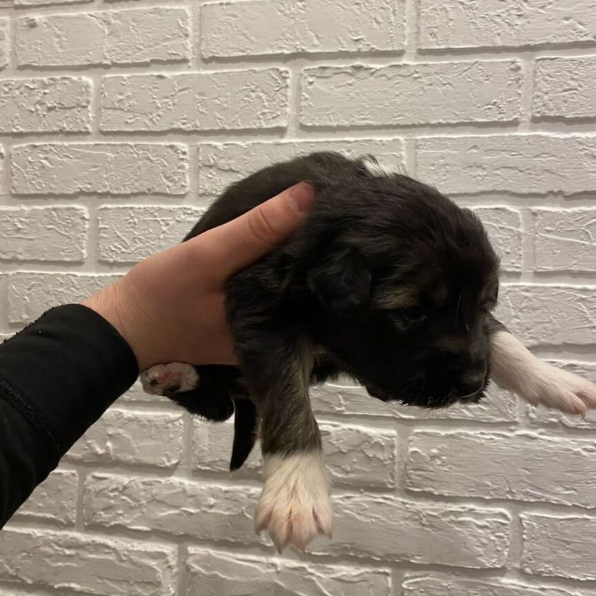 Щенки дворовые