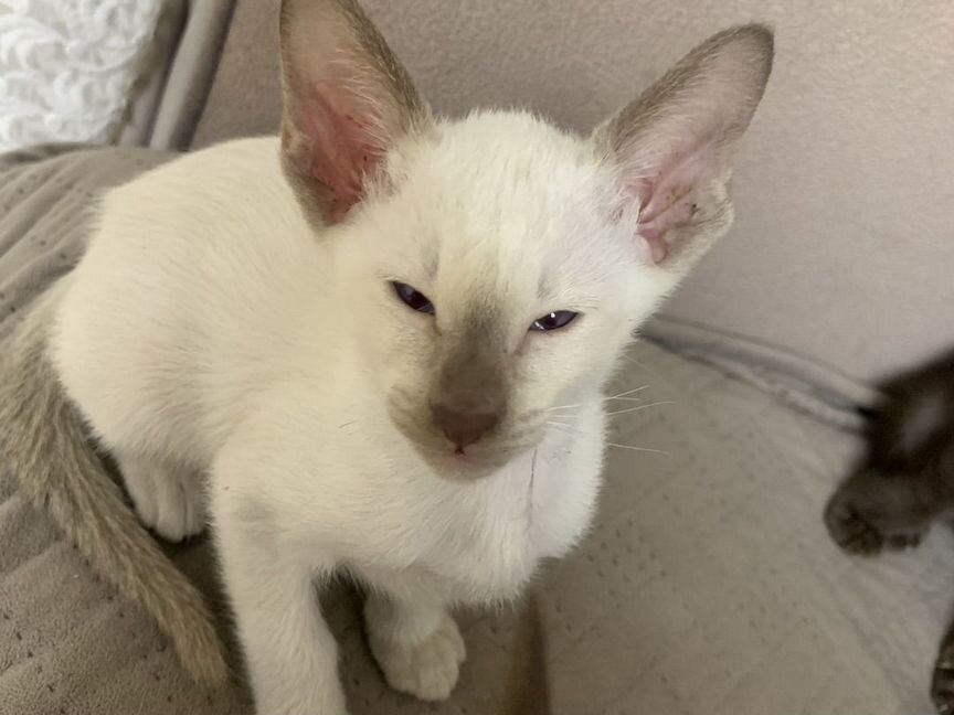 Ориентальная