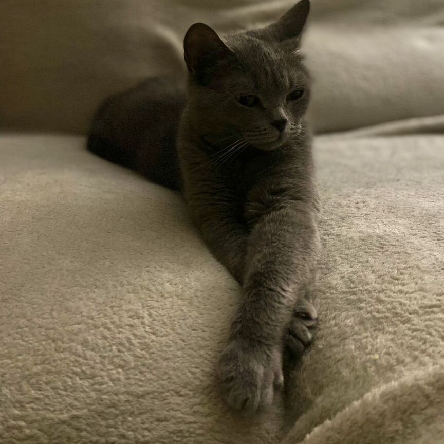 Британские котята