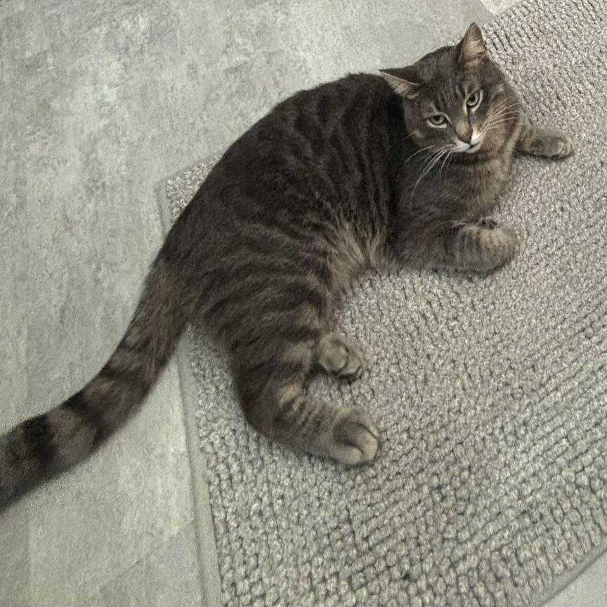 Взрослая кошка в добрые руки