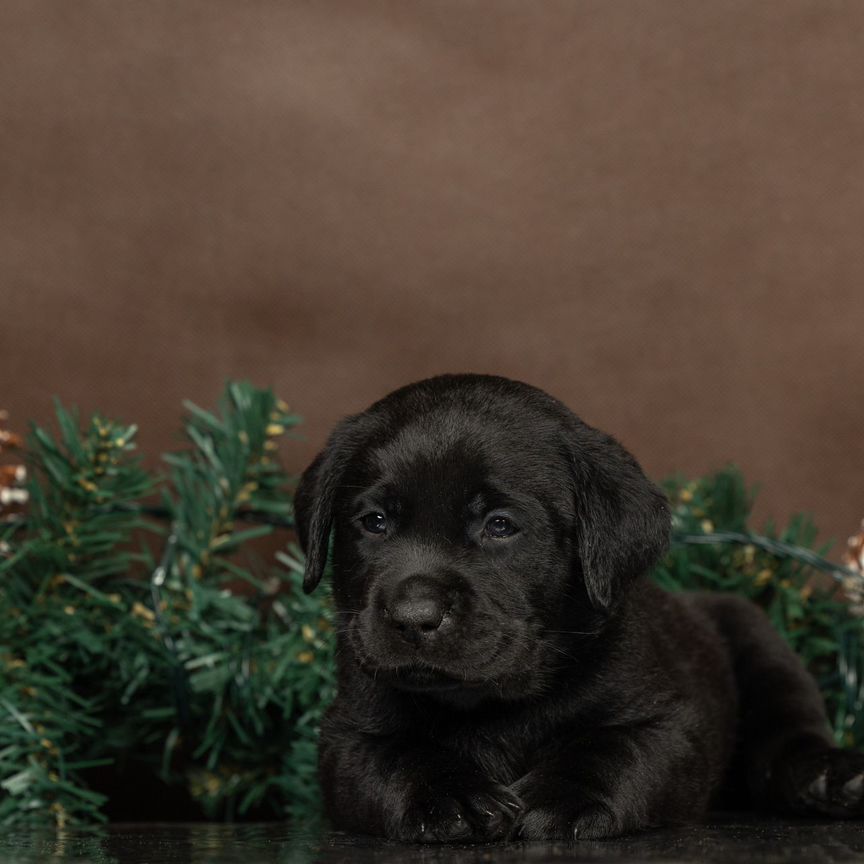 Лабрадор-ретривер, щенок