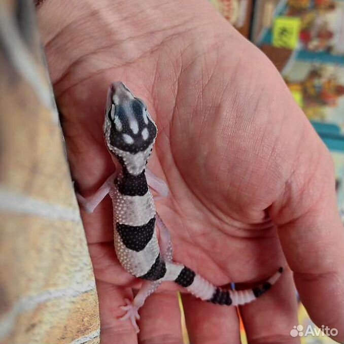 Иранский Эублефар, геккон