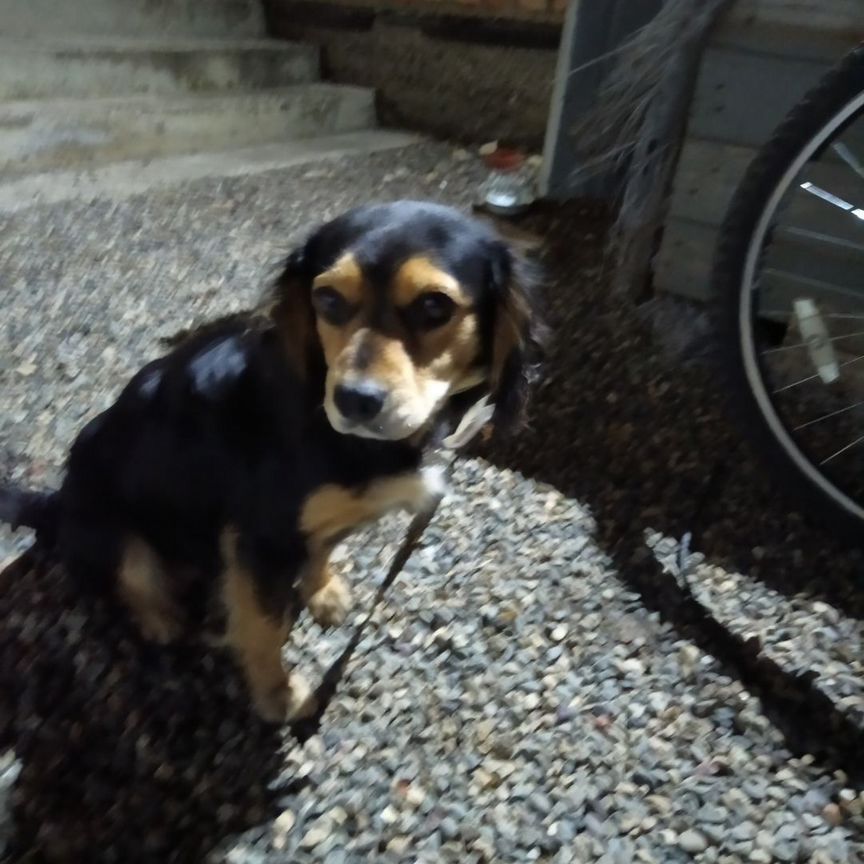 Отдам в добрые руки