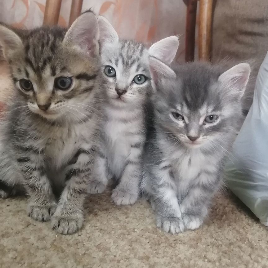 Котята в добрые руки
