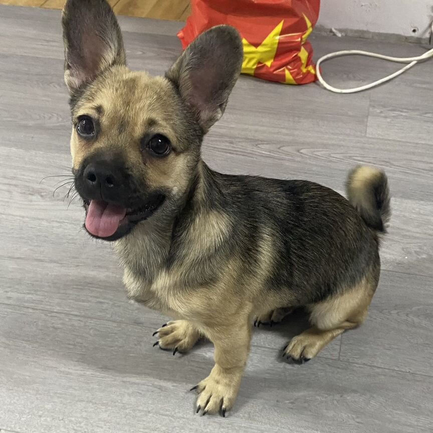 Щенок в добрые руки